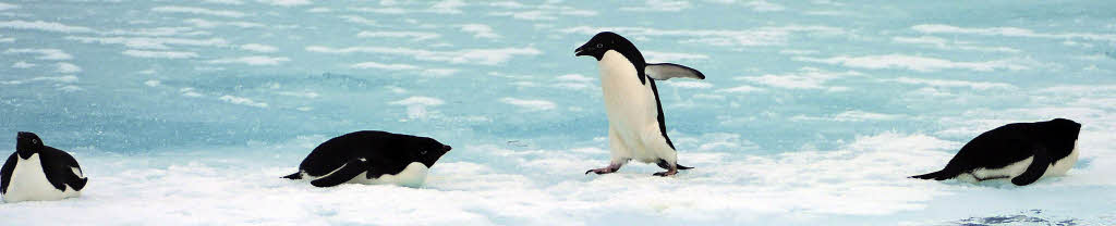 PENGUIN WATCH - Panorama - Badische Zeitung