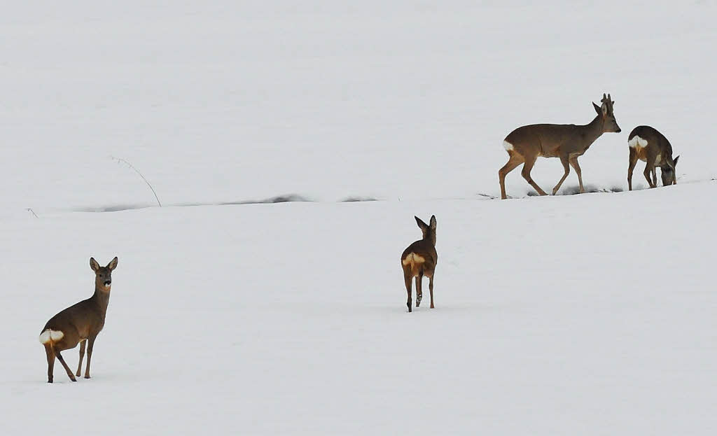 Ein Rudel Rehe - Löffingen - Badische Zeitung