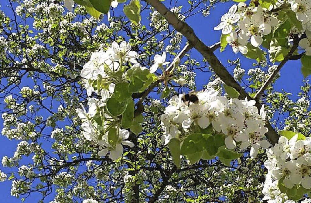 MANCH INSEKT - Denzlingen - Badische Zeitung