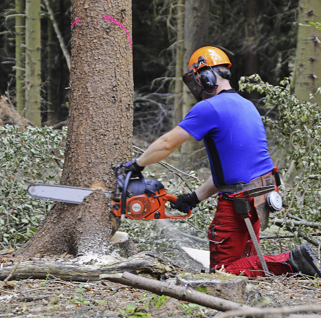 Hitze macht dem Wald zu schaffen - Bad Säckingen - Badische Zeitung