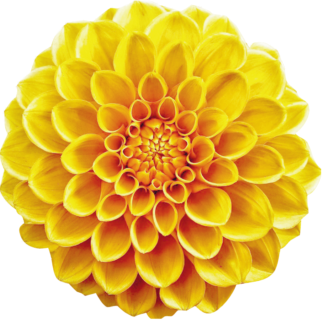 CHRYSAN-THEMA : Digital auf Vormarsch - Lahr - Badische Zeitung