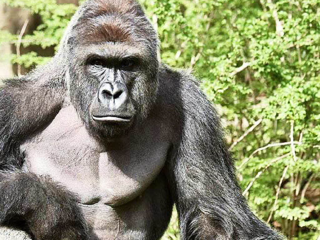 Abschuss von Gorilla Harambe erregt die Gemüter - Panorama - Badische ...