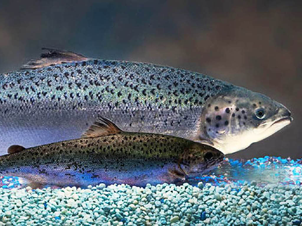 Turbofisch: Lachs aus dem Genlabor wächst schneller - Bildung & Wissen ...