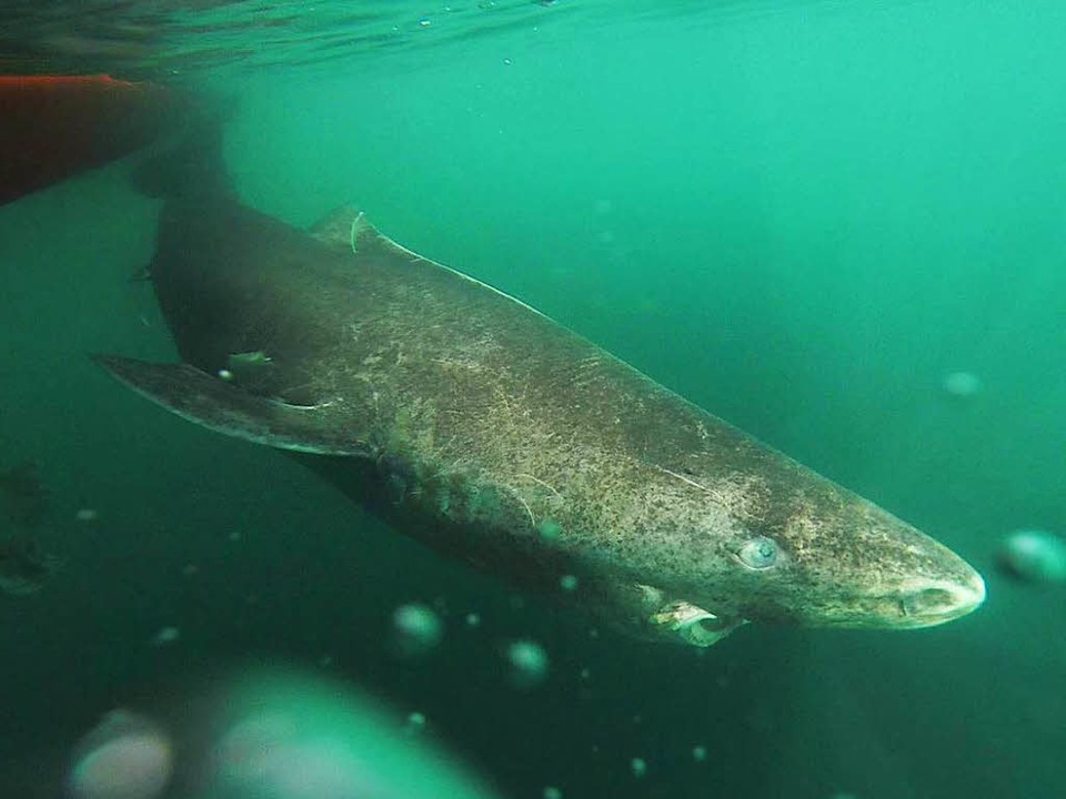 Sensationelle Entdeckung: Eishaie werden bis zu 400 Jahre alt ...