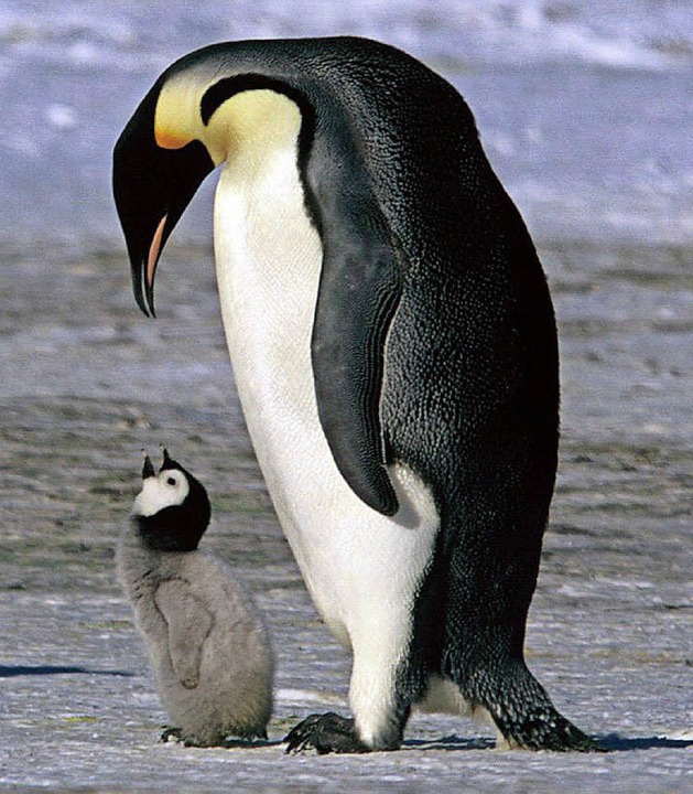 Pinguine lebten einst mit Dinos - Panorama - Badische Zeitung