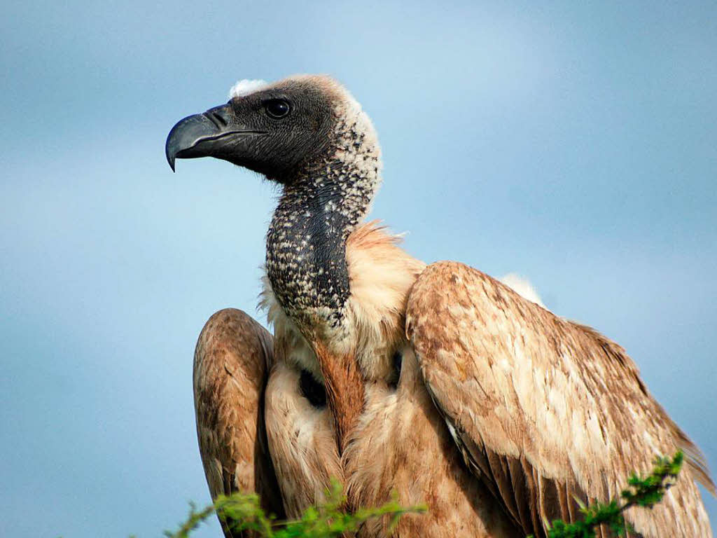 Der Geier ist vom Aussterben bedroht - Panorama - Badische Zeitung