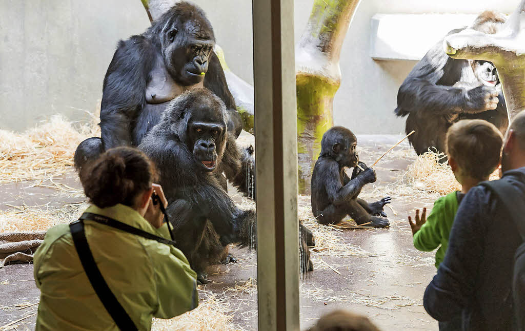 Weniger Besucher im Basler Zoo - Basel - Badische Zeitung
