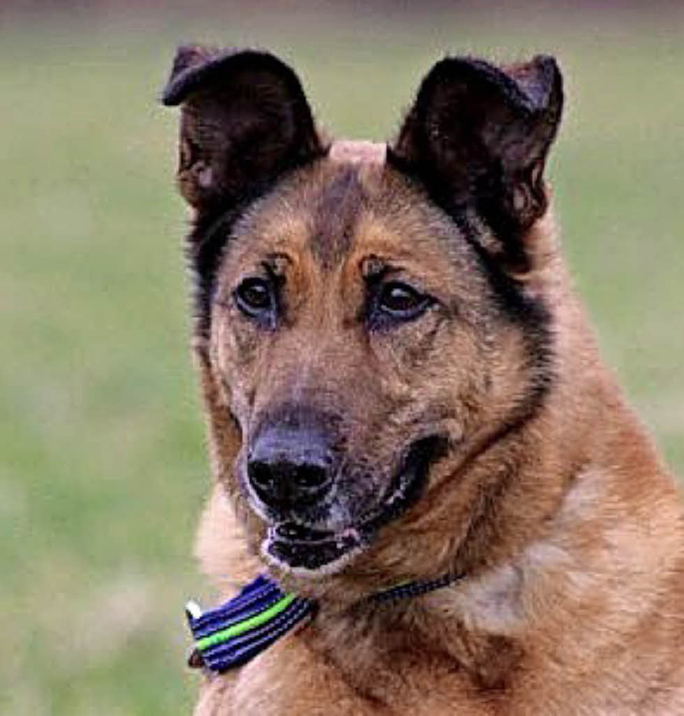 Franzi hat sieben Jahre viel durchgemacht - Weil am Rhein - Badische ...