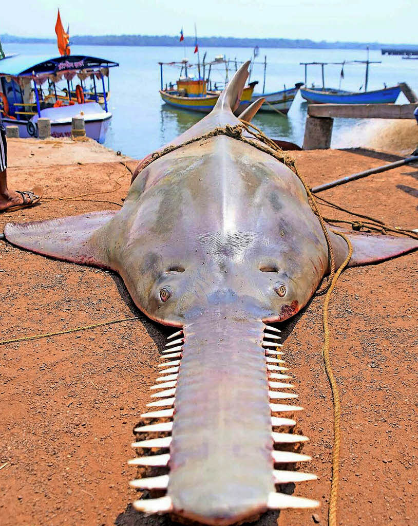 Fischer fangen bedrohten Sägerochen - Neues für Kinder - Badische Zeitung