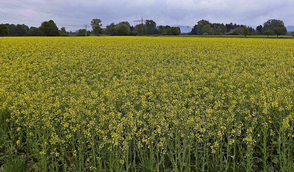 Blühender Winterraps - Neuried - Badische Zeitung