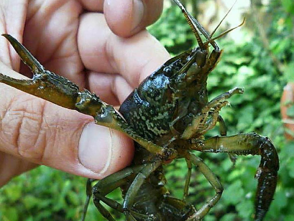 Was die Krebsforschung vom Marmorkrebs lernen will - Gesundheit ...