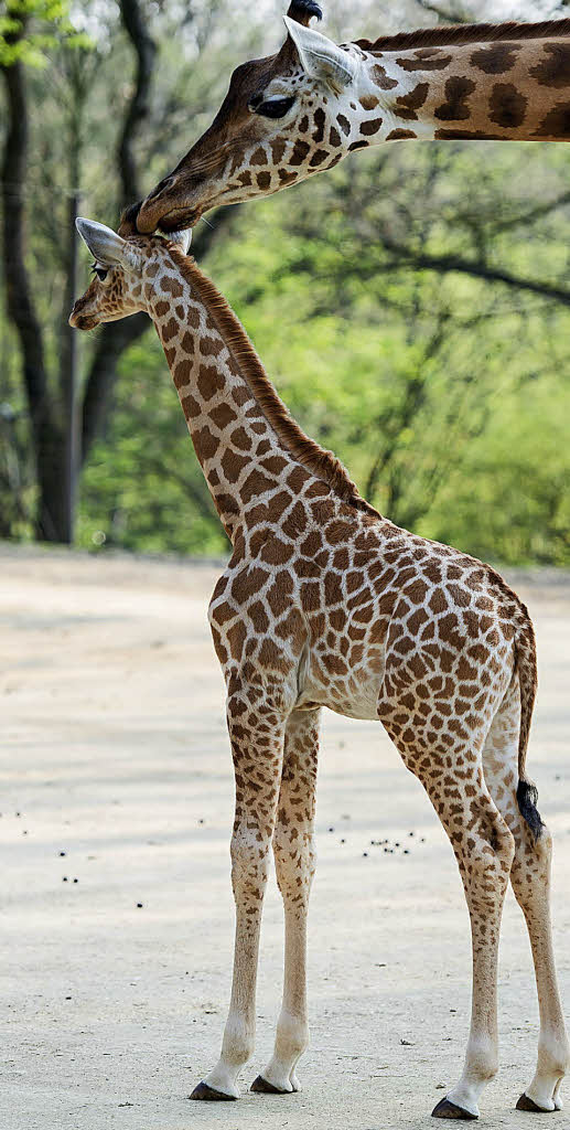 Baby-Giraffe Onong hat sich gut im Zoo Basel eingelebt - Basel ...