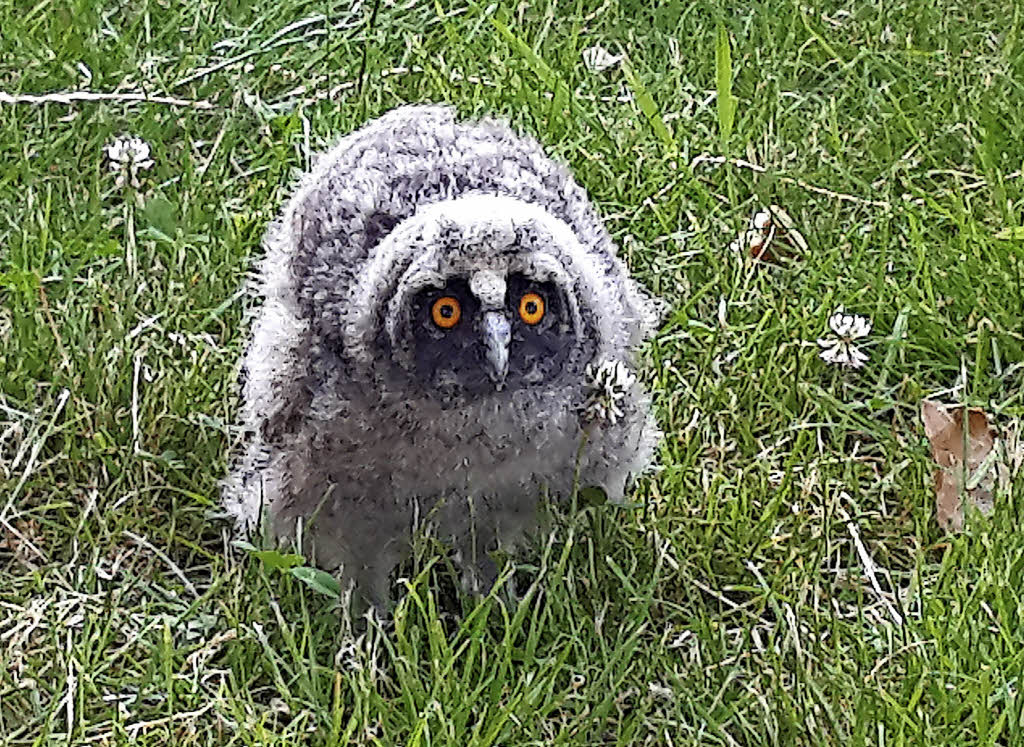 Junge Eule war der Star - Endingen - Badische Zeitung