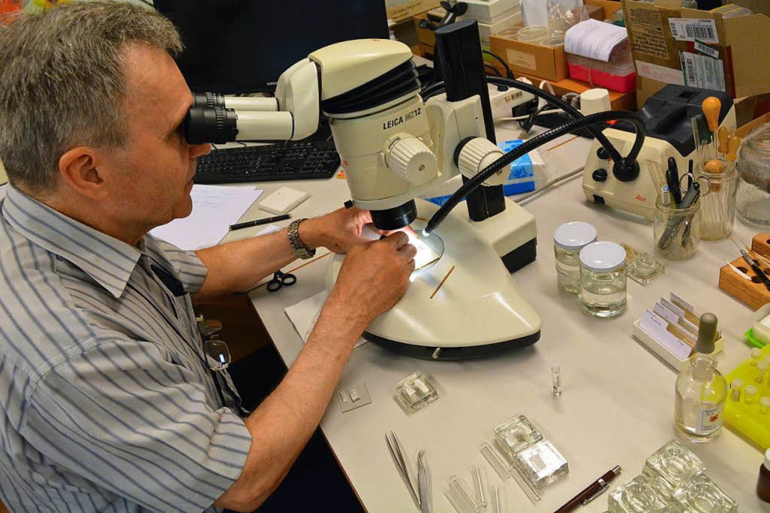 Daniel Burckhardt aus Basel ist Experte für Blattflöhe - Basel ...