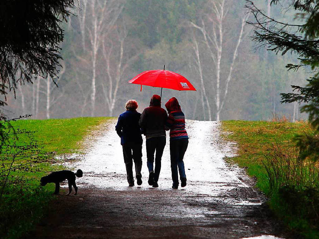 Werte-Index 2018: Die Deutschen lieben den Wald - Panorama - Badische ...