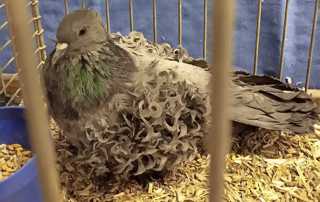 Die ganze Vielfalt der Tauben - Reute - Badische Zeitung