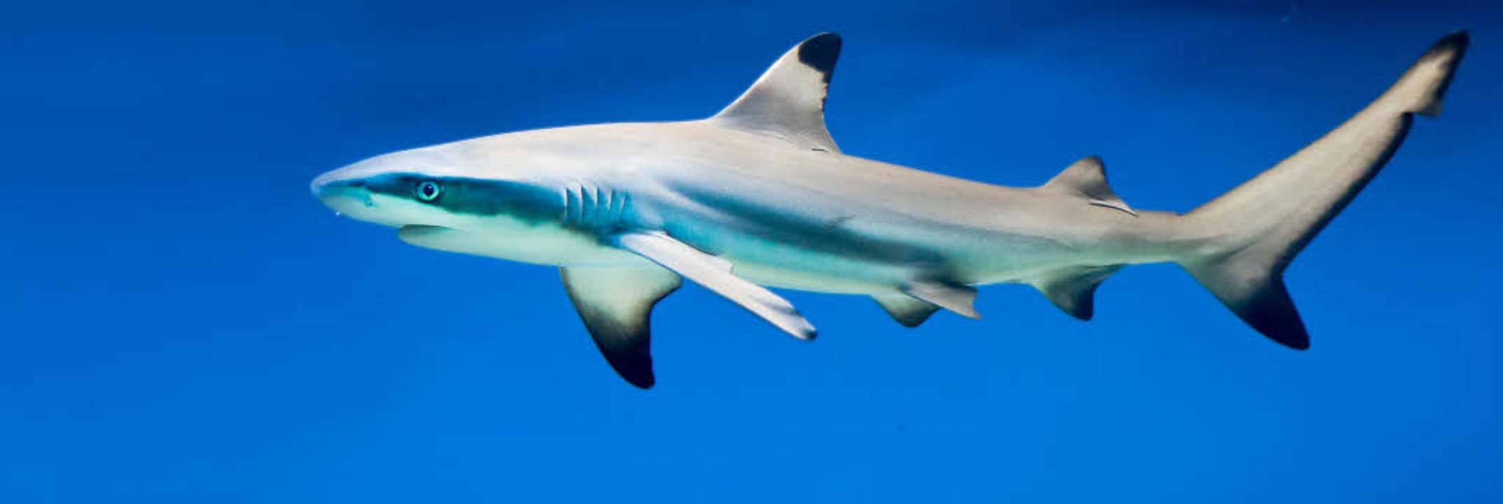 Hai-Alarm in Hessen - Panorama - Badische Zeitung