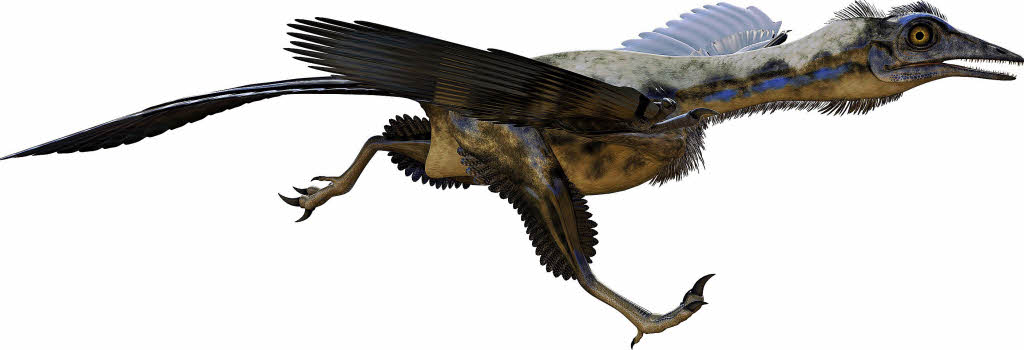 Archaeopteryx konnte fliegen - Panorama - Badische Zeitung Archaeopteryx konnte fliegen - Panorama - Badische Zeitung