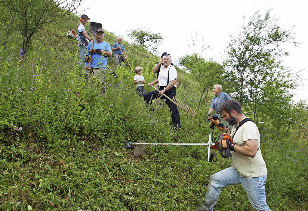 Mähen, Rupfen, Rechen - Herbolzheim - Badische Zeitung