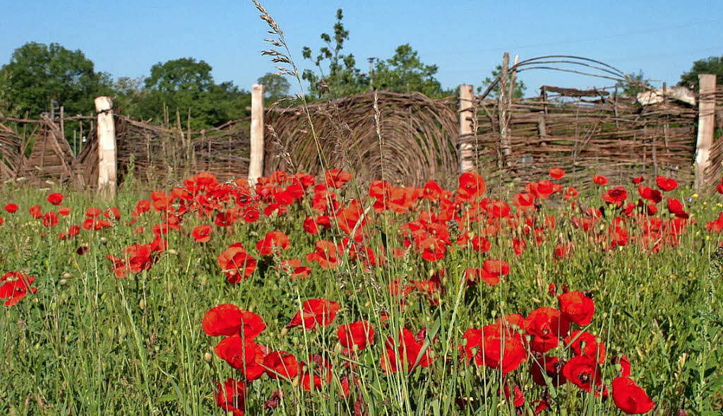 Naturnaher Garten gesucht - Weil am Rhein - Badische Zeitung