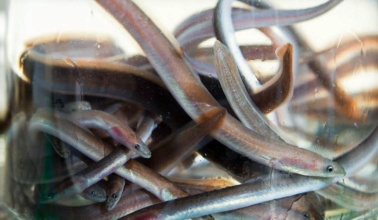 Der Aal ist vom Aussterben bedroht - Panorama - Badische Zeitung