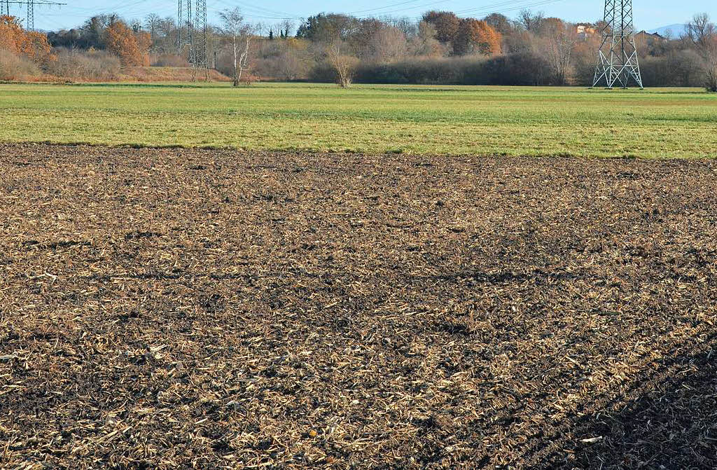 Wie entsteht ein Moor? - Erklär's mir - Badische Zeitung Wie entsteht ein Moor? - Erklär's mir - Badische Zeitung