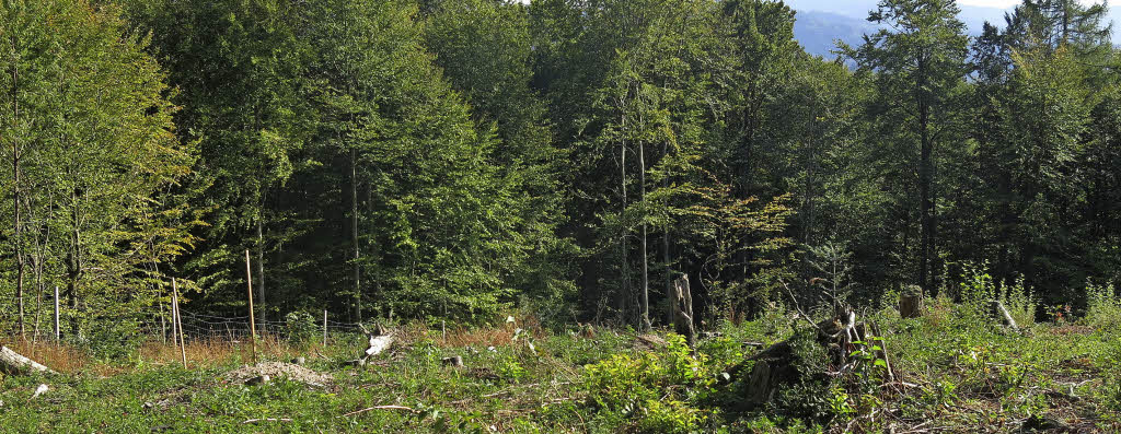 Das Klima setzt dem Wald zu - Sexau - Badische Zeitung