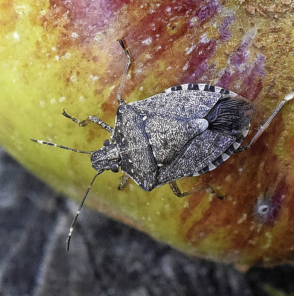 Stinkwanze bedroht Obst und Gemüse - Kreis Lörrach - Badische Zeitung