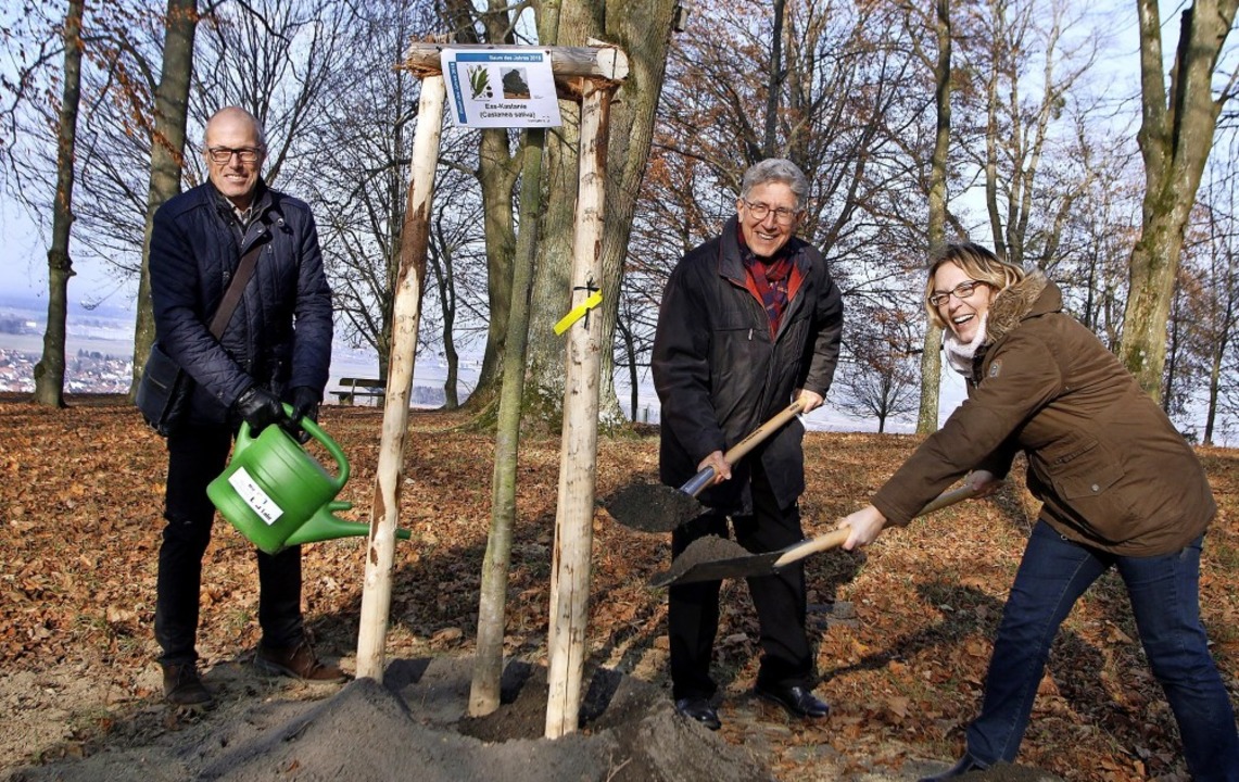 Baum des Jahres - Lahr - Badische Zeitung