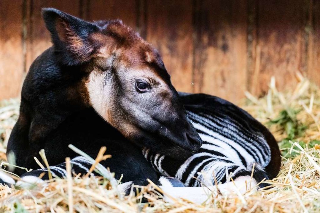 Im Basler Zoo ist ein kleines Okapi zur Welt gekommen - Basel ...