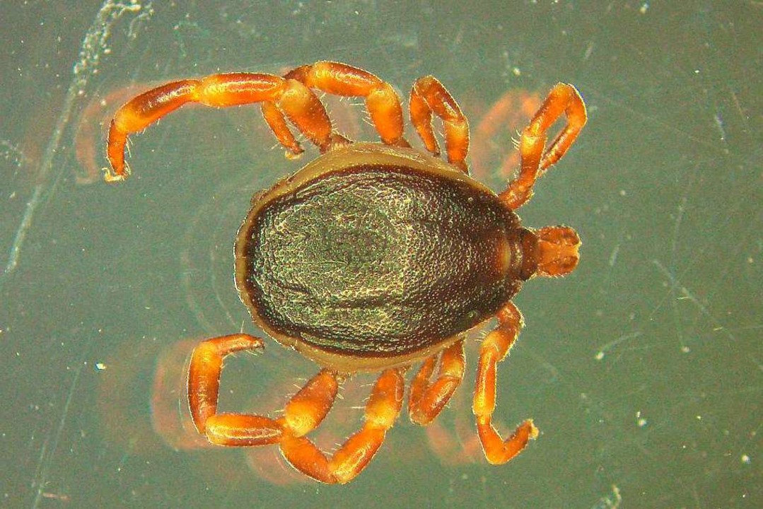 Wird die Hyalomma-Zecke in Süddeutschland heimisch? - Südwest ...