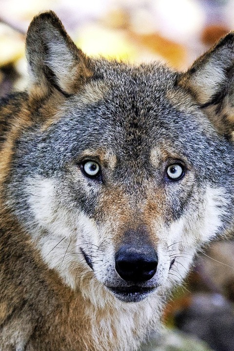 Wie können sich Tierhalter vor Wolfsangriffen schützen? - Tunau ... Wie können sich Tierhalter vor Wolfsangriffen schützen? - Tunau ...