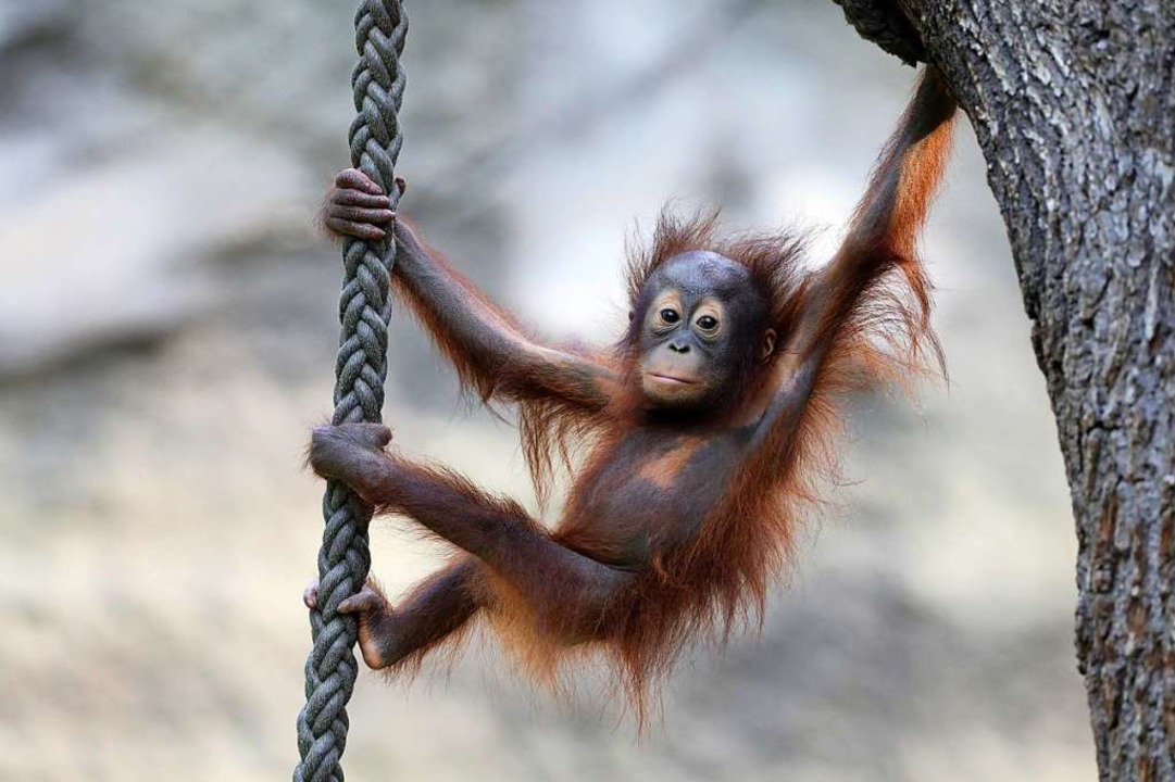Zoos tauschen Tiere aus Angst vor dem Brexit - Panorama - Badische Zeitung