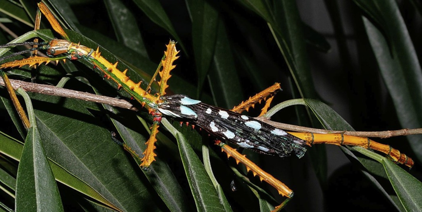 Knallbuntes Insekt - Panorama - Badische Zeitung