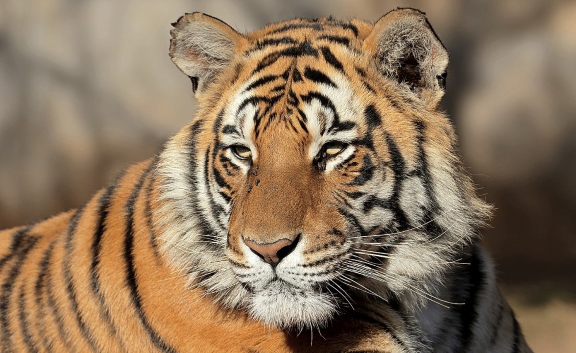 Lebendige Geschichte und muntere Tiere: Das ist neu - Freizeittipps und ... Lebendige Geschichte und muntere Tiere: Das ist neu - Freizeittipps und ...