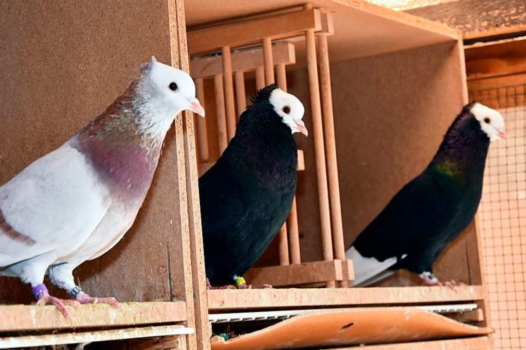 Diebe stehlen 35 Zuchttauben in Rheinfelden - Rheinfelden - Badische ...