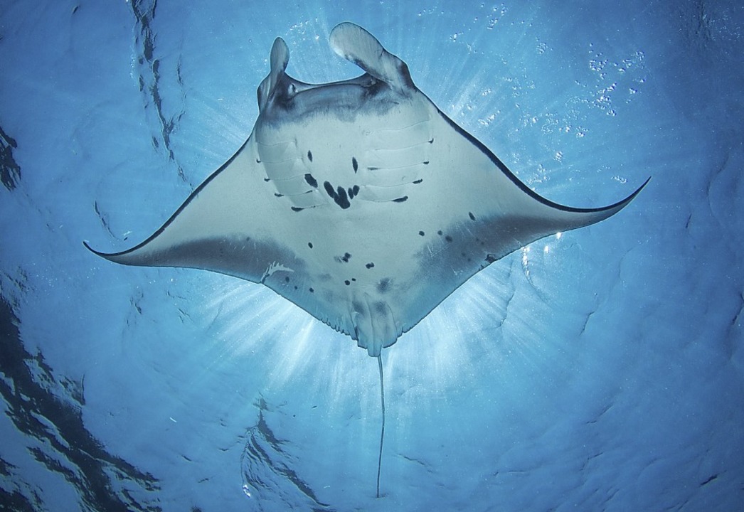 Mantarochen "bittet" Taucher um Hilfe - Panorama - Badische Zeitung