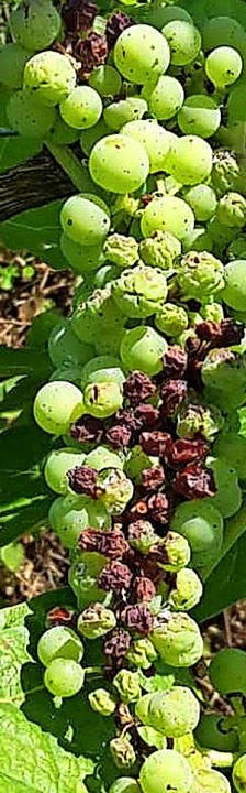 "Wir brauchen wieder einen richtig nassen Winter" - Bötzingen ...