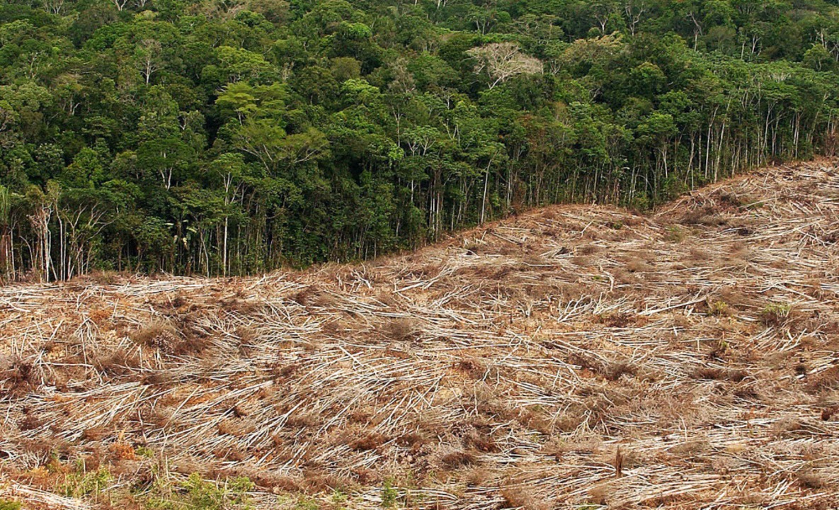"Die Wetter-Extreme waren dramatisch" - Ausland - Badische Zeitung