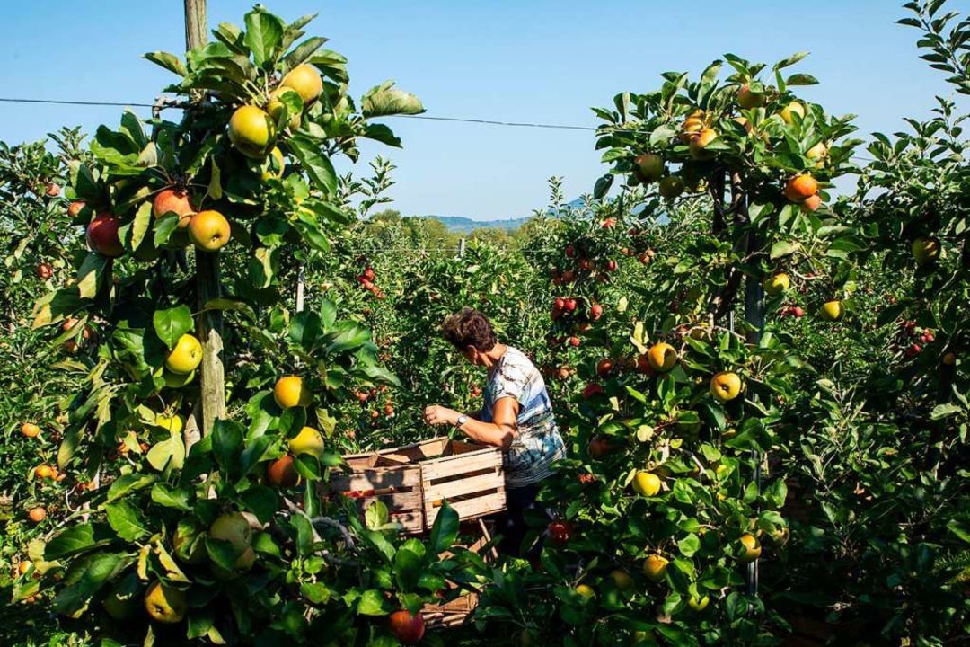 Im Breisgau hat die Apfelernte begonnen - Denzlingen - Badische Zeitung