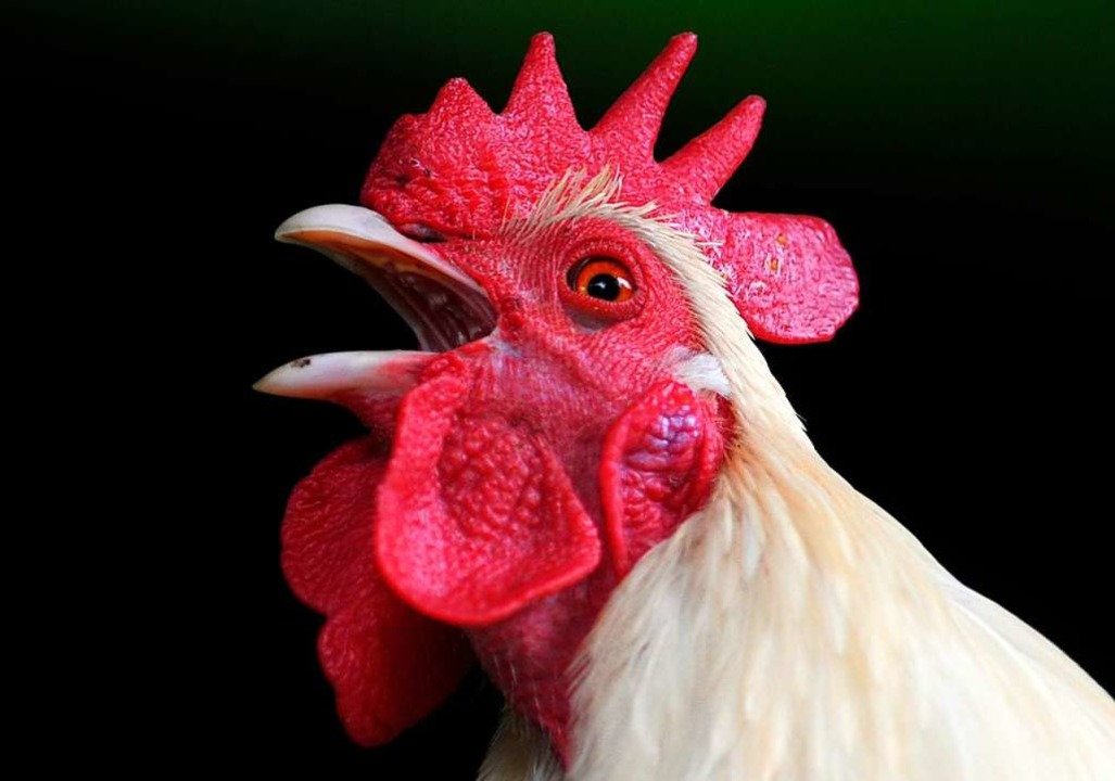 Woher weiß der Hahn, wann er krähen muss? - Bildung & Wissen - Badische ...