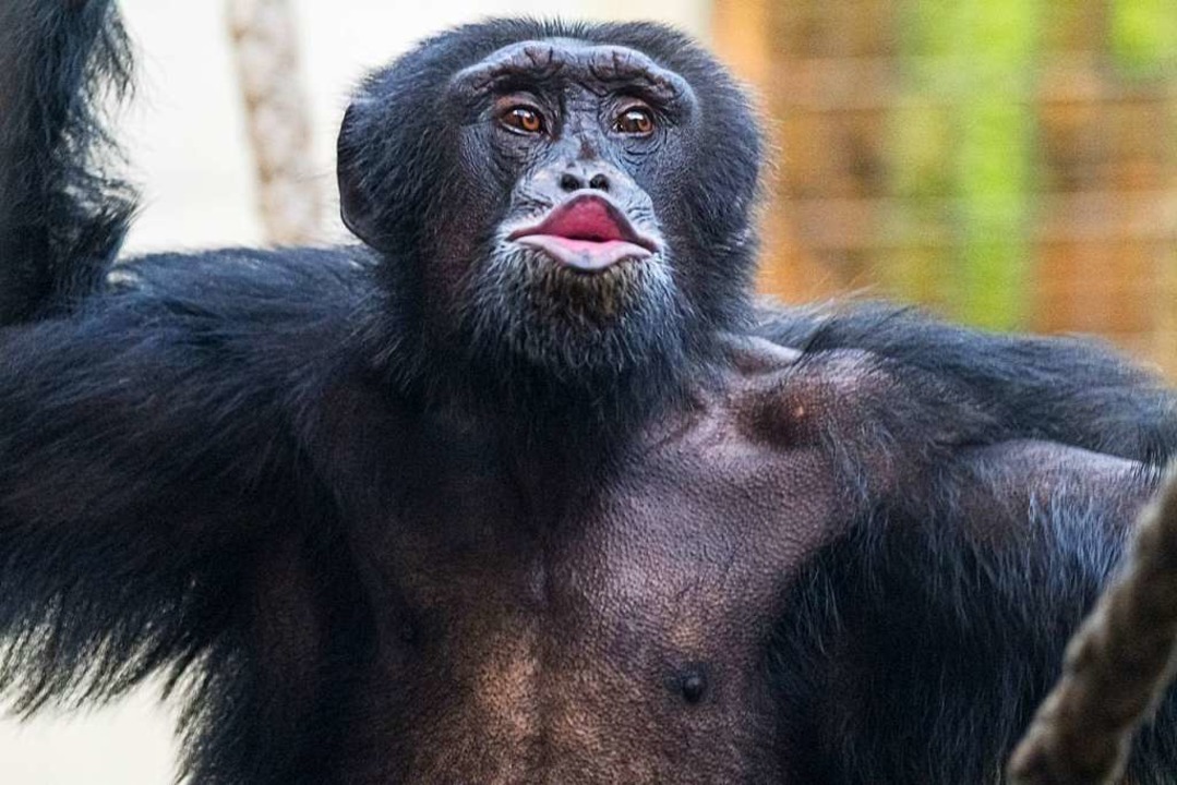 Schimpansen und Okapis bekommen Nachwuchs - Basel - Badische Zeitung