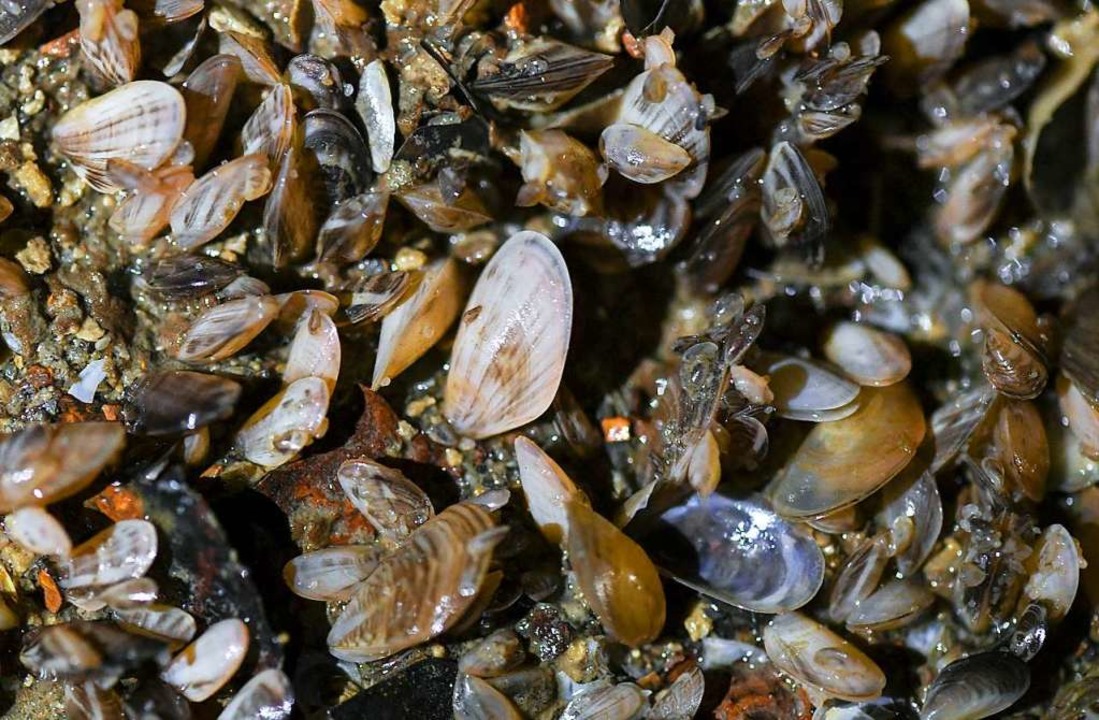 Die Quagga-Muschel breitet sich im Bodensee aus – mit ernsten Folgen ...