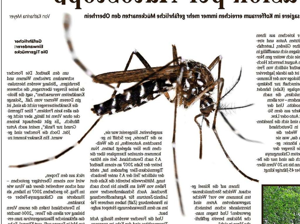 Die Bekämpfung der Asiatischen Tigermücke in Weil am Rhein geht weiter ...