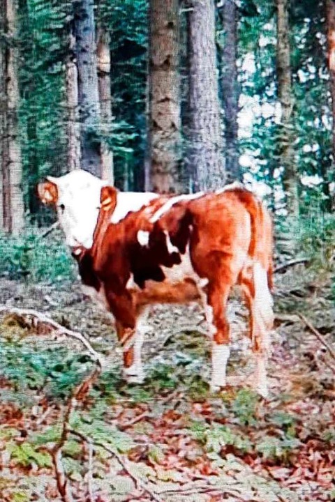 Das seit Wochen entlaufene Rind aus Emmendingen steht wieder im Stall ...