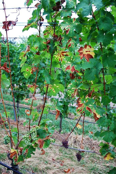 Esca und die Trockenheit setzen auch den Reben in Buchholz zu ...