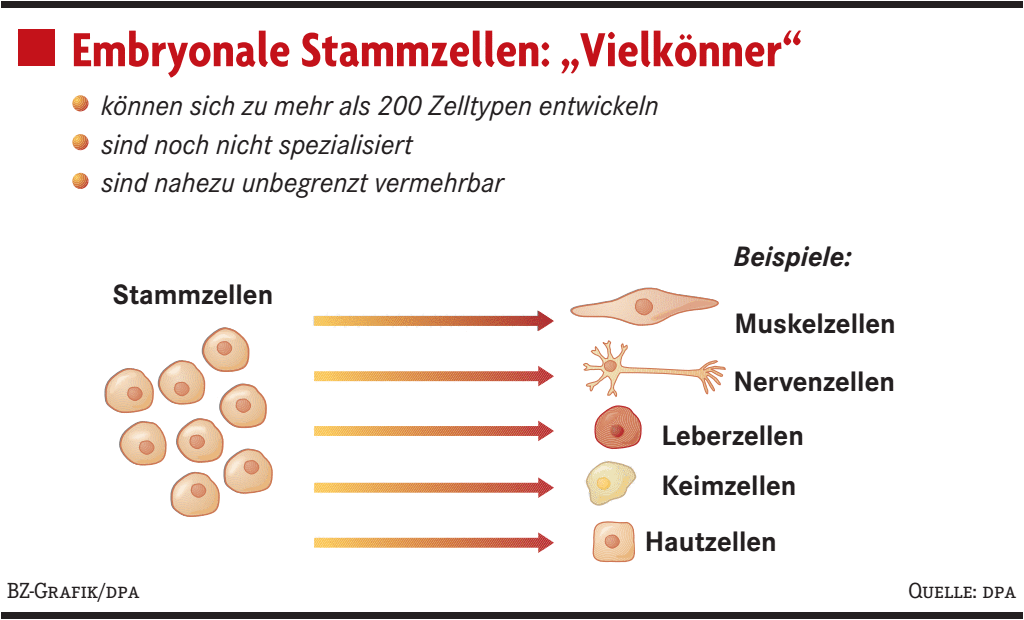 Neuer Stichtag für embryonale Stammzellen? - Deutschland - Badische Zeitung