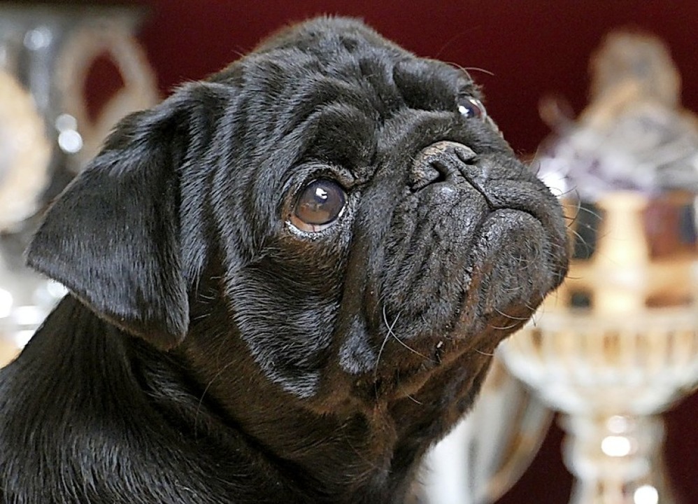 Parade der Mopshunde - Titisee-Neustadt - Badische Zeitung