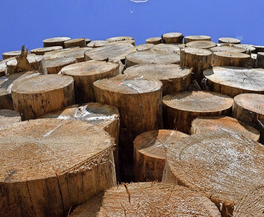 Die Freude am eigenen Wald ist getrübt - St. Blasien - Badische Zeitung