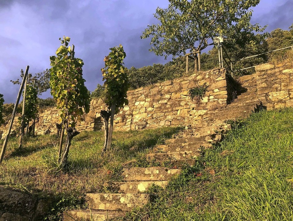 "Naturschutz ist ein endloses Projekt" - Ballrechten-Dottingen ...